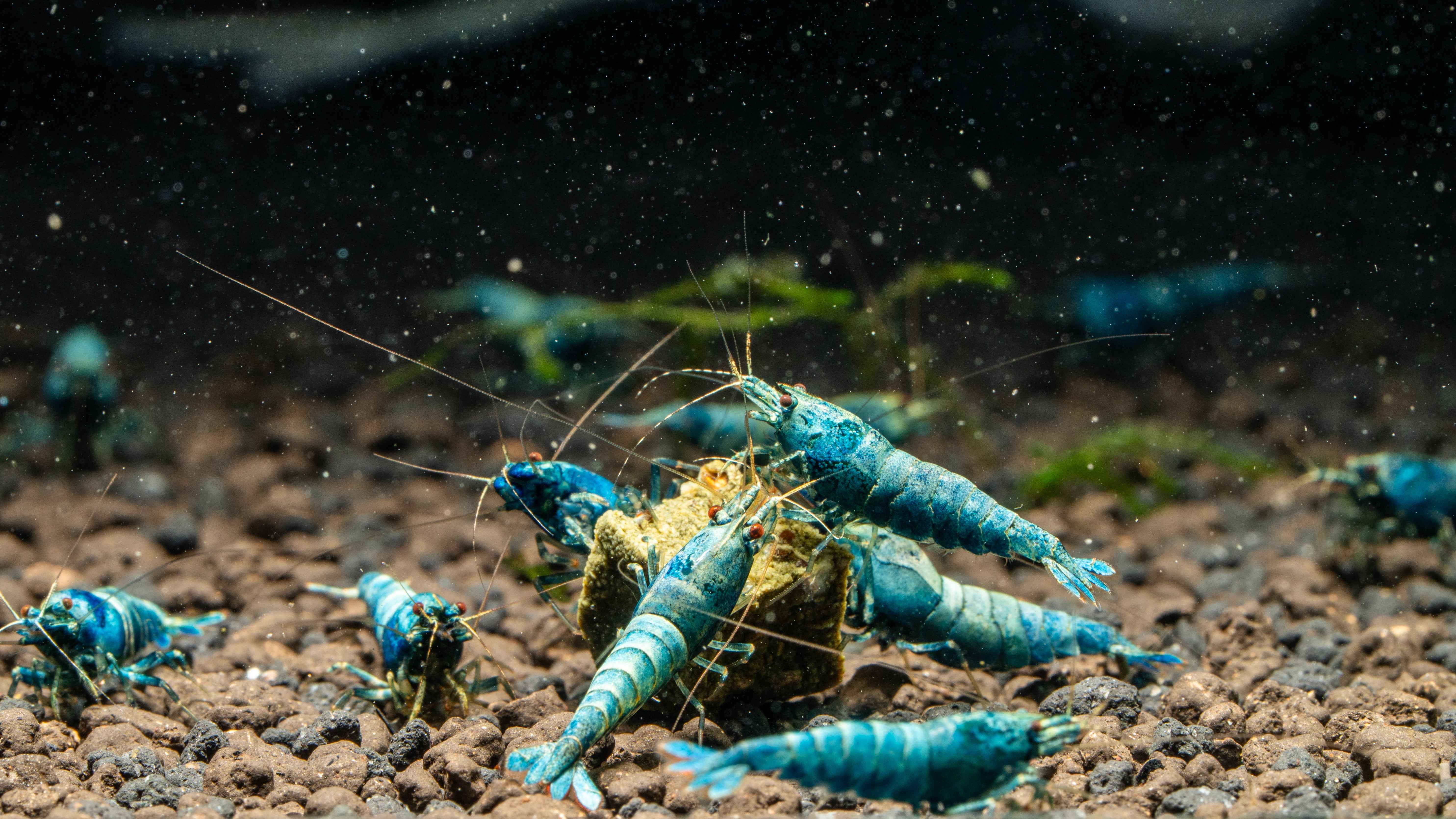 Extreme Blue Bolt Caridina - Simply Aquatic