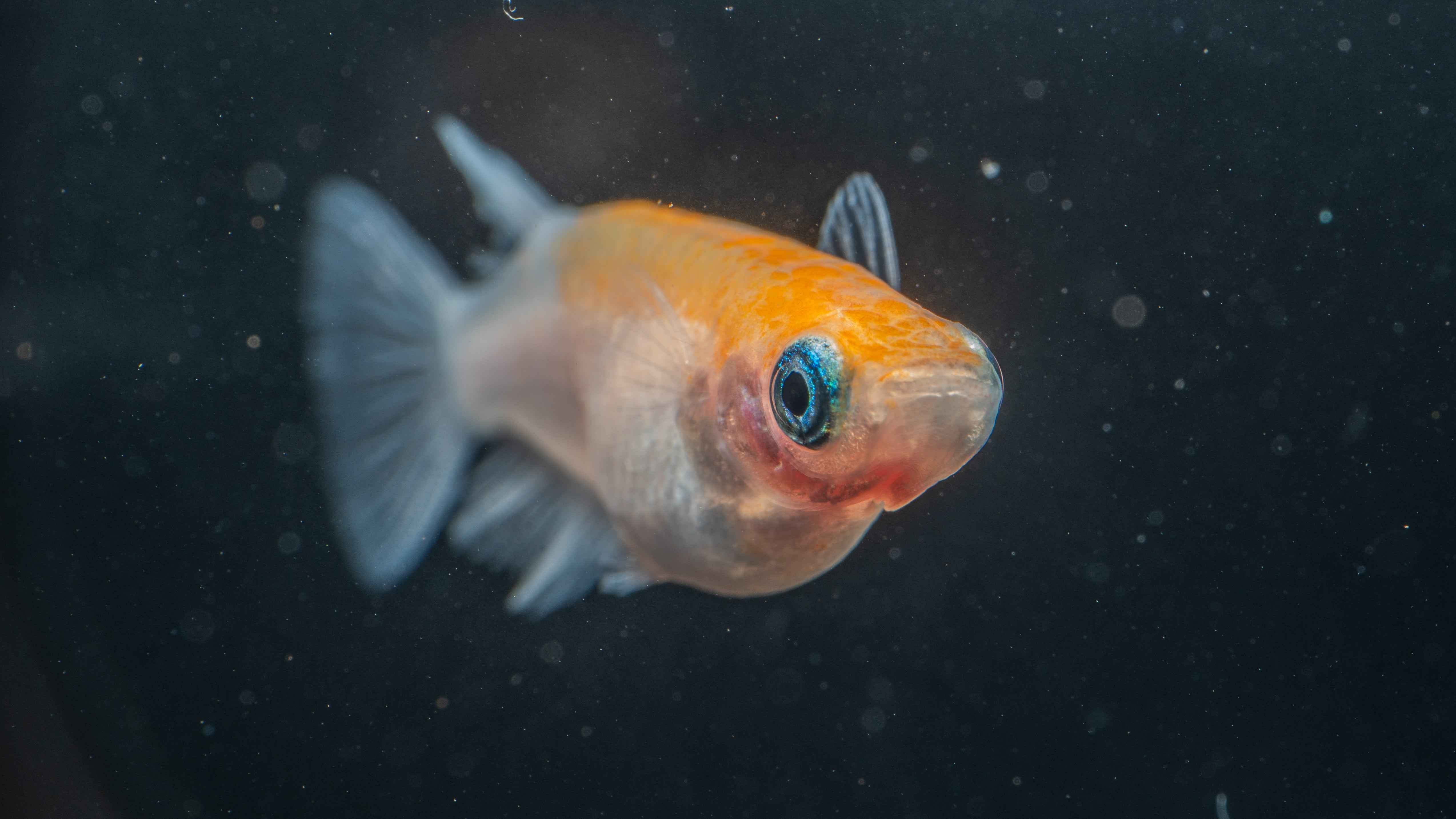 🐟 Orange Medaka Ricefish - Simply Aquatic