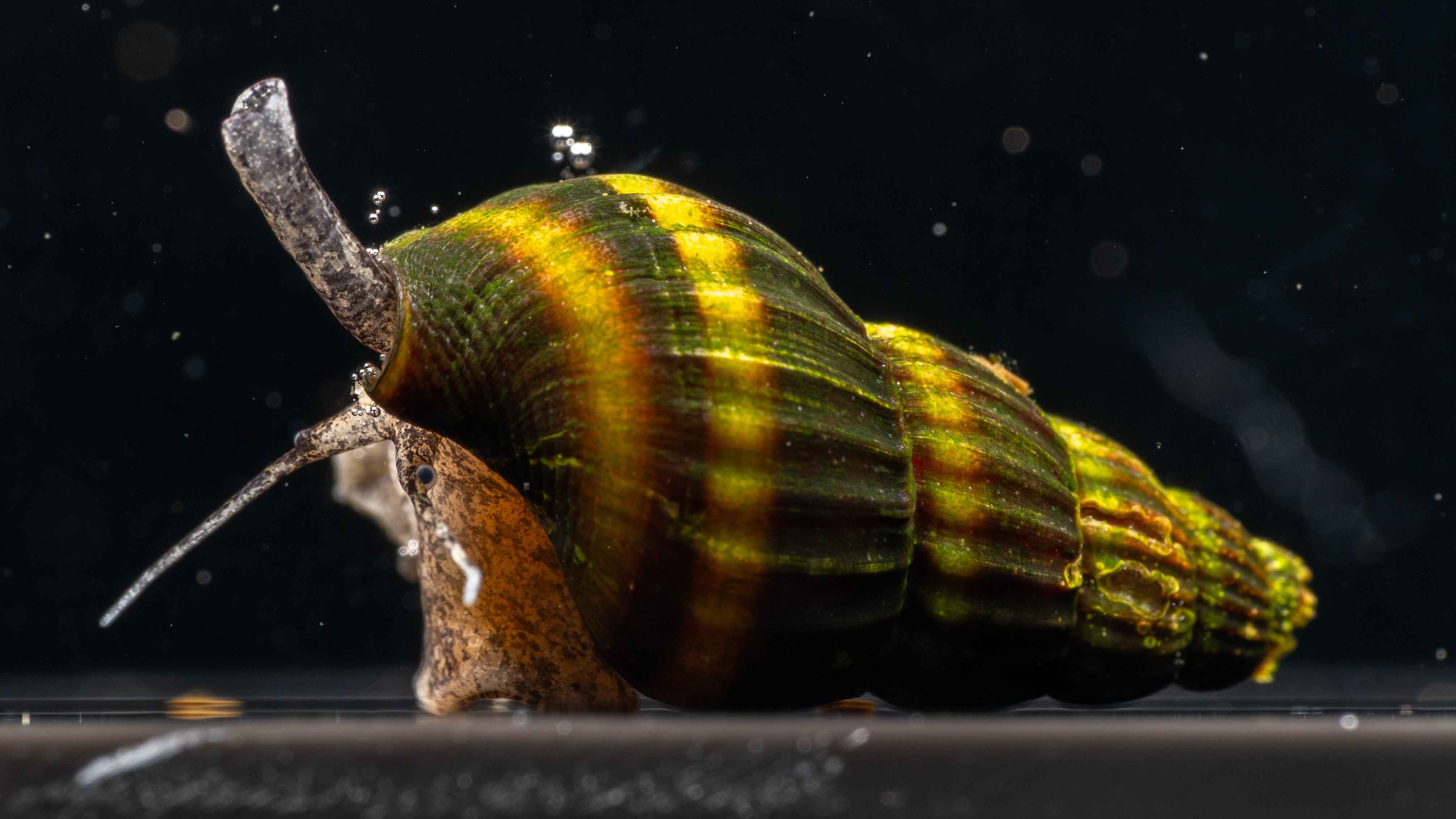🐌 Assassin Snails (Clea helena) – Simply Aquatic